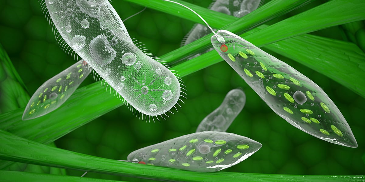 Ocean Bacteria Decomposers